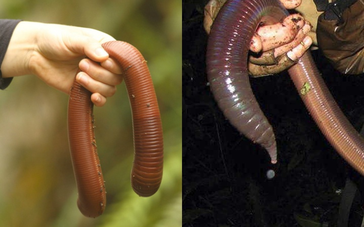 Cacing Tanah Besar