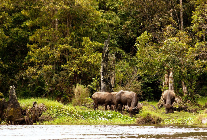 Taman Nasional Kerinci Seblat di Sumatera