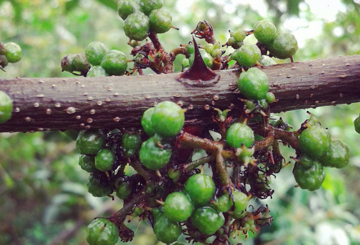 Manfaatkan 10 Rempah Ini Sebagai Bahan Pengawet Makanan Alami