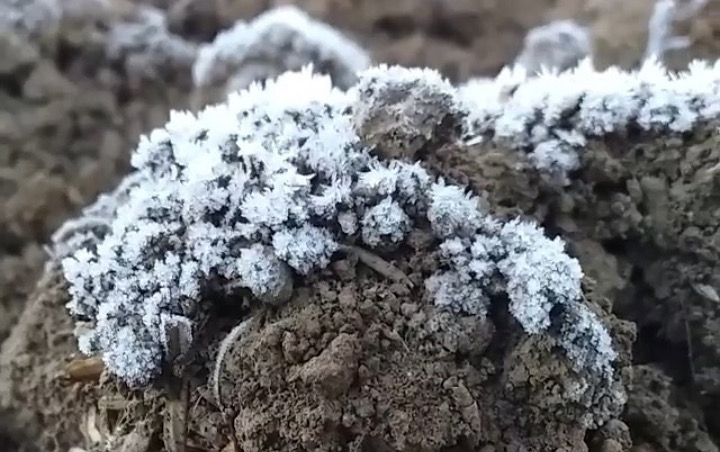 Dianggap Momok Bagi Petani, Fenomena Embun Salju Dieng Justru Jadi ...