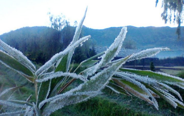 Jadi Magnet Wisatawan, Ini Bahaya Embun Salju di Dieng dan Bromo-Semeru ...
