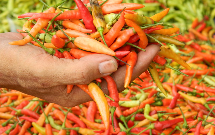 Harga Masih Tak Stabil, Cabai Rawit di Purwakarta Tembus Rp 60 Ribu per Kg