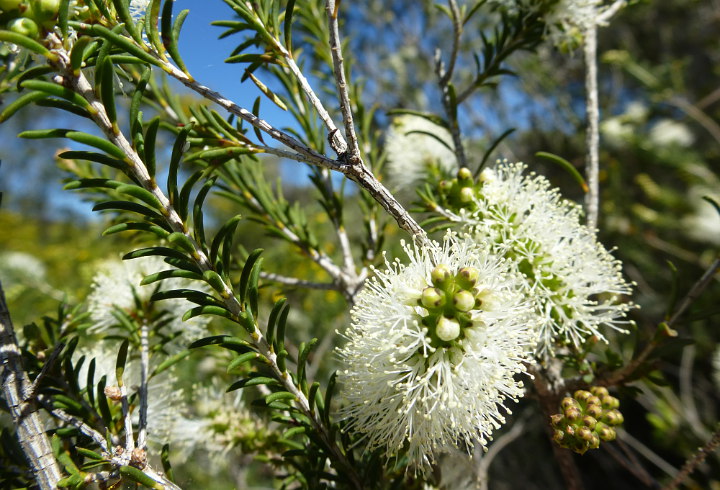 Tea Tree, Si Aroma Daun Teh Yang Bisa Kuatkan Imun Tubuh