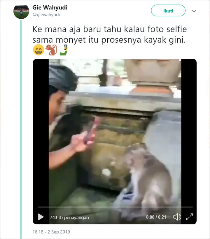 Ternyata Ini Rahasia Foto Bule Selfie Bersama Monyet di Bali