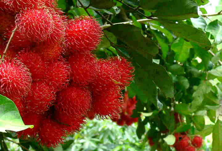 Enggak Terduga, Daun Rambutan Ternyata Bisa Jadi Bahan Alami Penghitam ...