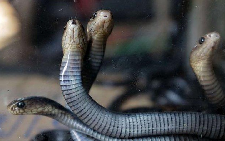 Banyak Ular Bermunculan Saat Banjir, LIPI Ungkap Penyebabnya