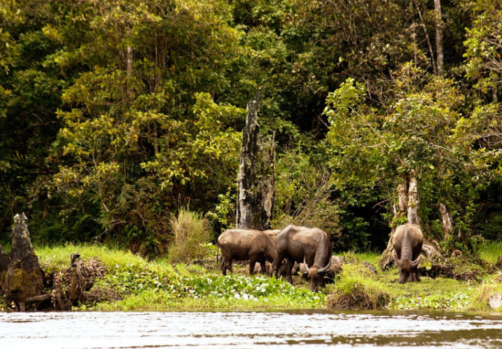 Taman Nasional Kerinci Seblat Yang Dipenuhi Dengan Keanekaragaman Hayati