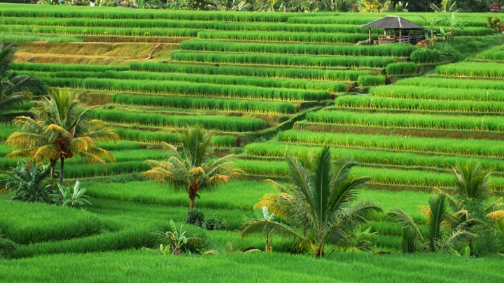 Sawah Terasering Jatiluwih Yang Sejuk Makin Menambah Nuansa Romatis