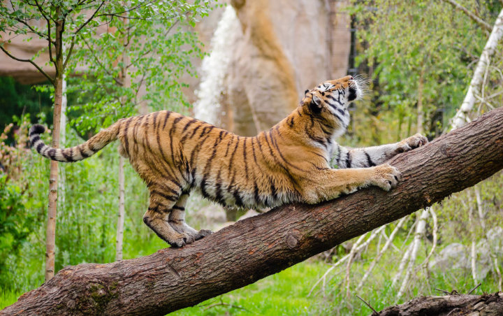 Solo Zoo Tawarkan Hewan-Hewan Untuk Diadopsi Imbas Wabah Corona, Berminat?