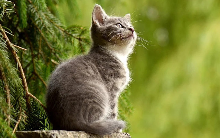 Alasan Ilmiah Barisan Kucing di Filipina Terapkan Physical Distancing ...