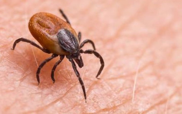 Heboh Wabah Tick Borne di Tiongkok, Indonesia Perlu Khawatir?