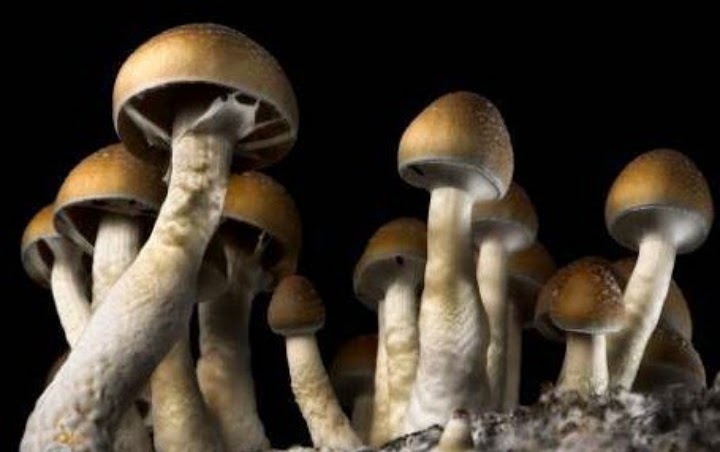 Tak Hanya Jangkrik, Jamur Halusinogen Juga Bisa Ubah Manusia Jadi 'Zombie'
