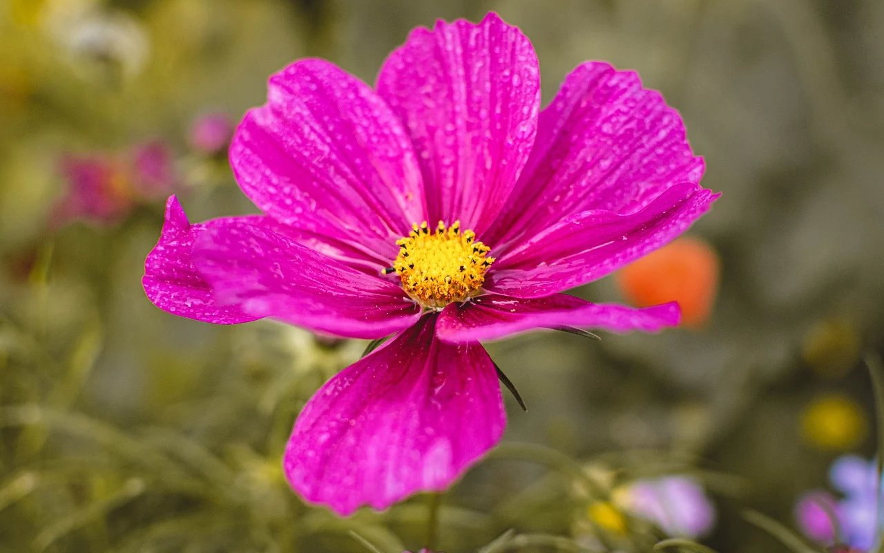 Percantik Kebun Hingga Dekorasi Ruangan, Ini 7 Bunga Kosmos Warna-Warni ...