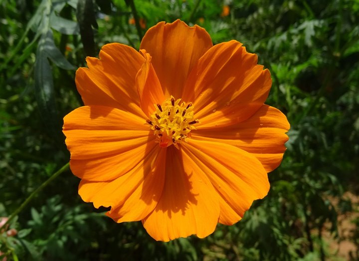 Cosmos sulphureus ‘Diablo’