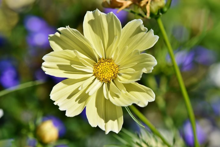 Cosmos bipinnatus ‘Xanthos’