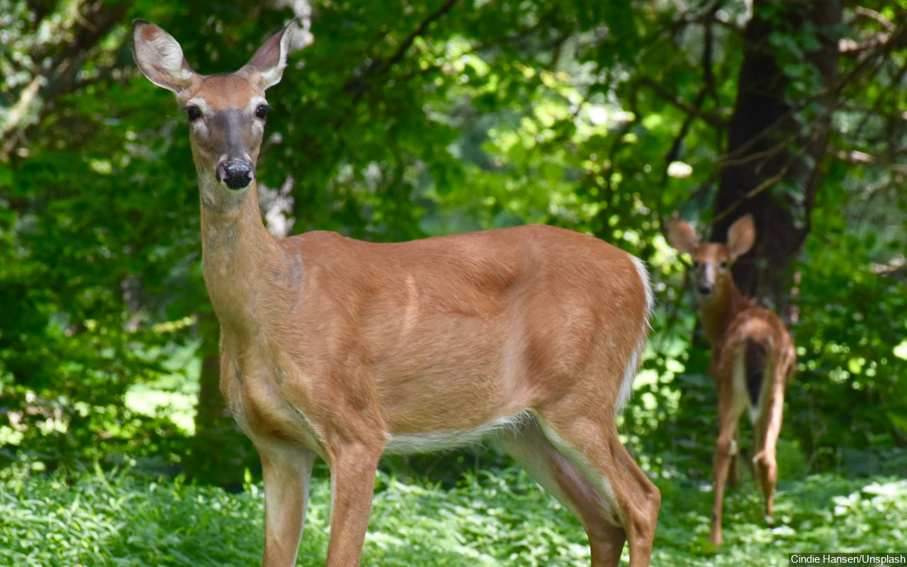 Rusa Liar di AS Terpapar COVID-19, Bagaimana Bisa Tertular?