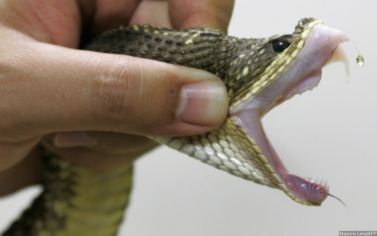 Kandungan Peptida pada Bisa Ular Mematikan dari Brasil Disebut ...