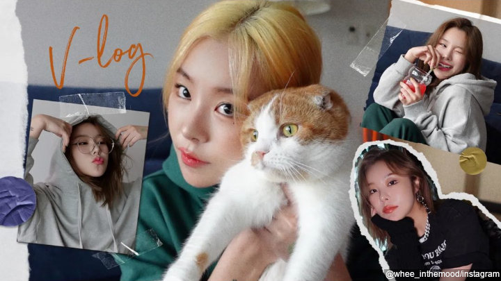 lembut dan seorang pecinta kucing