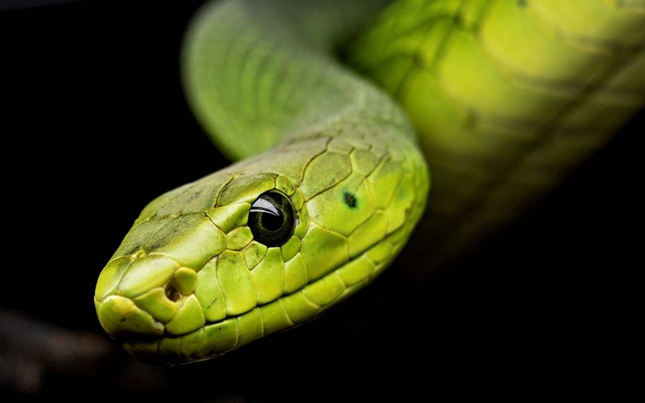 Ulat Hijau 'Berbulu' Lebat yang Ditemukan di Thailand Menunggu ...
