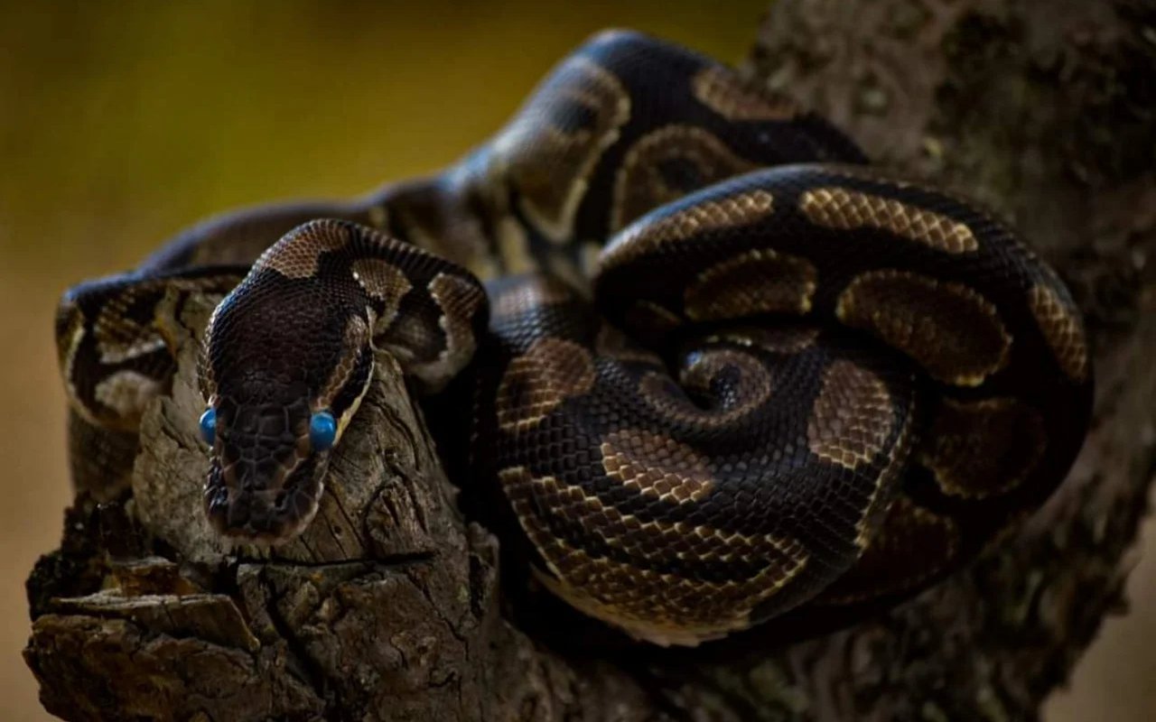 Nenek 'Penyelamat Masyarakat' di Thailand Tangkap Ular Piton dengan ...