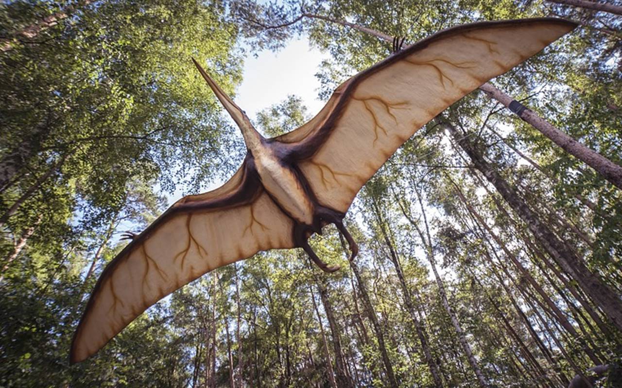 Ilmuwan Temukan Fosil 'Naga Kematian' Terbang Raksasa, Pterosaurus ...