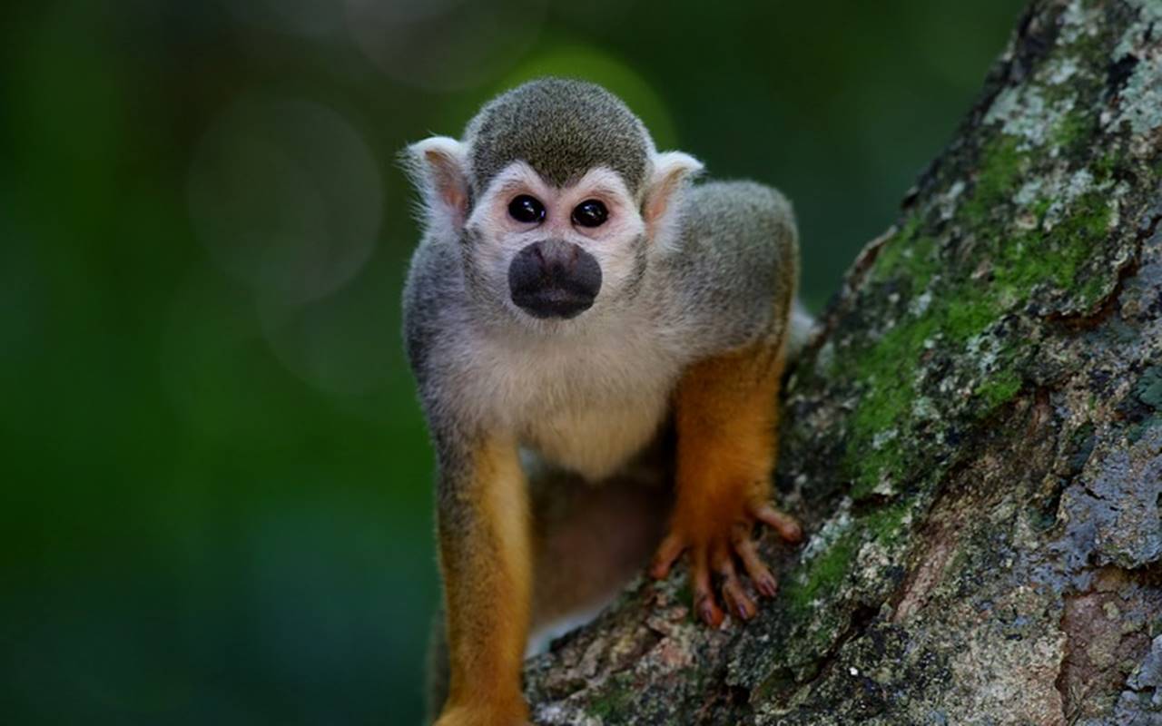 Kemunculan 'Monyet Hybrid Misterius' di Malaysia Diduga Akibat dari ...