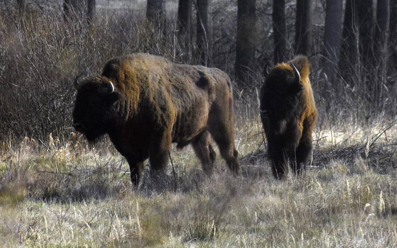 Kembali ke Inggris Usai Ribuan Tahun, Bison 'Woolly Bulldozers' Punya ...