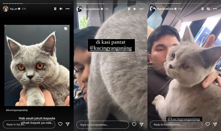 Fuji An dan Thariq Halilintar Putus, Anabul Jadi Kucing Broken Home