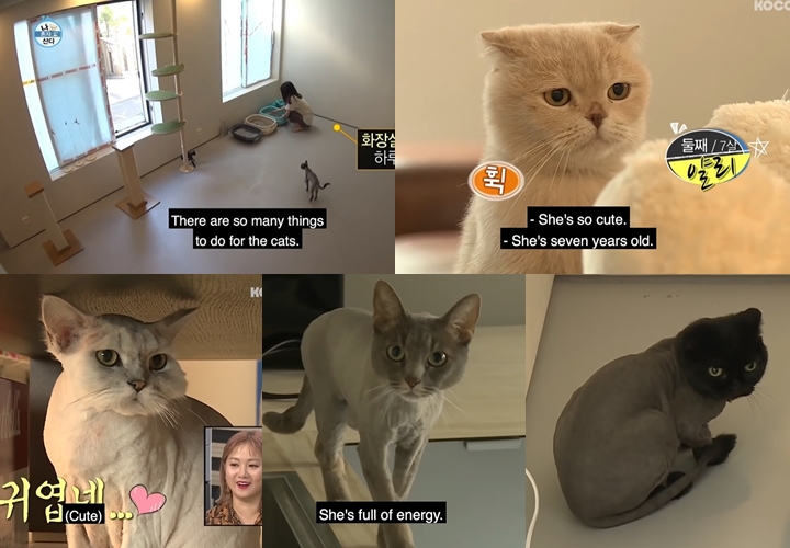 Taman Bermain Kucing