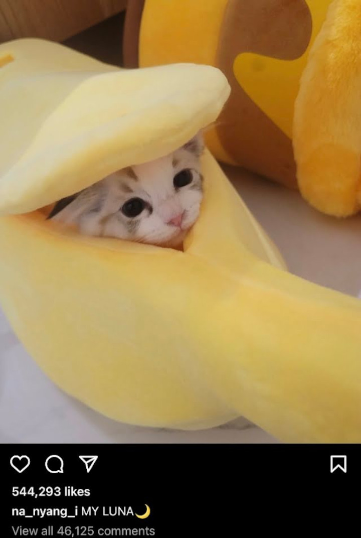 Jaemin NCT Kenalkan Luna dan Pelihara Tiga Kucing Munculkan Perdebatan ...