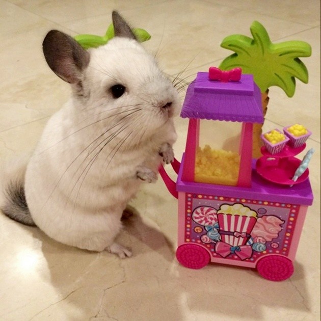 Gambar Foto Angel F Membuat Akun Instagram Khusus untuk BuBu Sejak 2013 ...