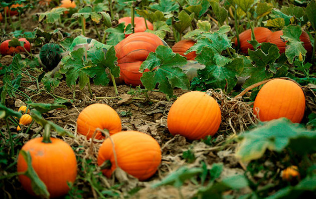 Gambar Foto Kebun Labu Pun Bisa Menjadi Inspirasi Foto Kamuflase - Foto ...
