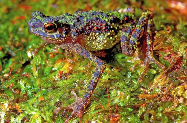 Mahasiswa Malaysia Temukan Katak Langka Bercorak Pelangi
