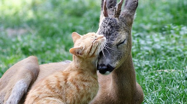 Kucing dan Anak Rusa di Ukraina Berteman Baik