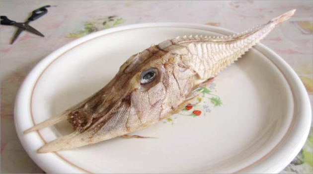 Ikan Bentuk Aneh Ditemukan di Laut China