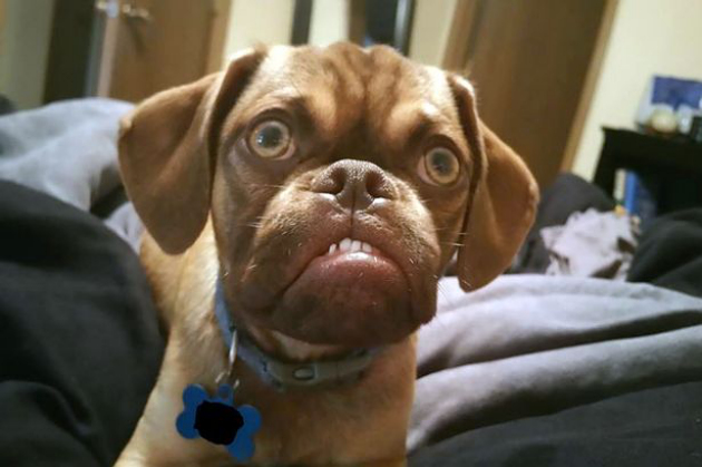 Earl, Si Grumpy Puppy yang Siap Susul Kepopuleran Grumpy Cat