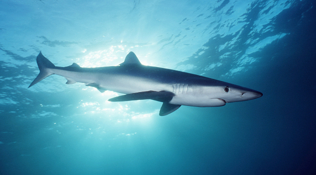 'Monster' Hiu Biru 2,5 Meter Tarik Perhatian Pecinta Ikan Laut