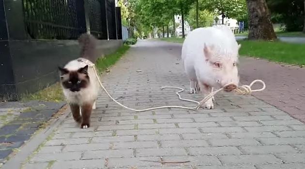 Kisah Babi dan Kucing – Berita One Indonesia