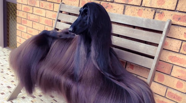 Anggun Bak Model, Anjing Berbulu Panjang Ini Sukses Jadi Rebutan