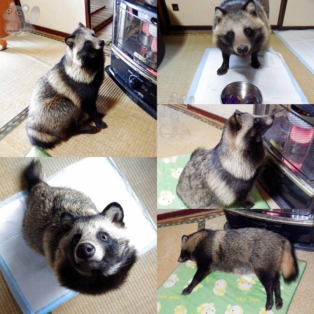 Lucu Banget, Ini Dia Anjing Rakun yang Bikin Netter Heboh