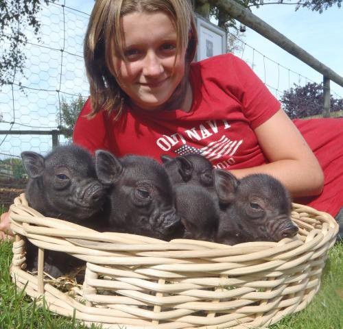 Babi Ukuran Mini Lahir di Inggris