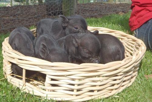 Babi Ukuran Mini Lahir di Inggris