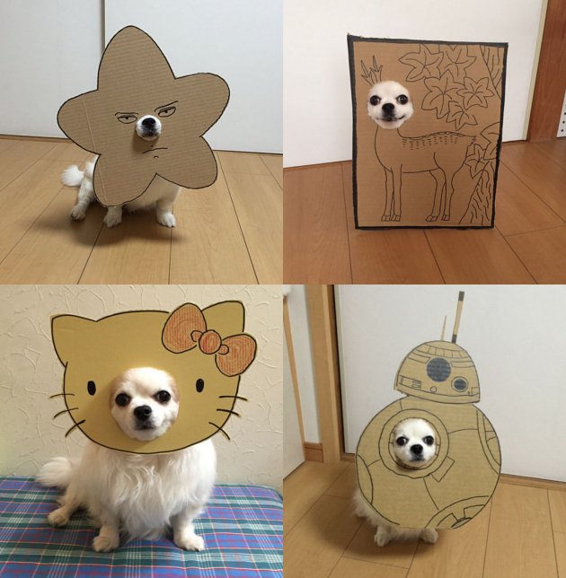 Bikin Gemas, Intip 8 Aksi Cosplay Kardus Ala Anjing Unyu Ini