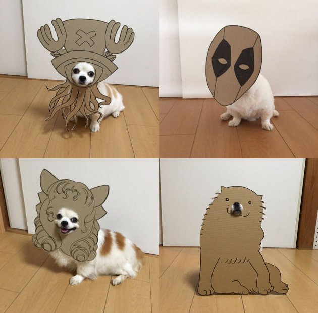 Bikin Gemas, Intip 8 Aksi Cosplay Kardus Ala Anjing Unyu Ini