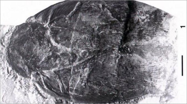 Bikin Ngeri, Ilmuan Temukan Fosil Kecoak Raksasa