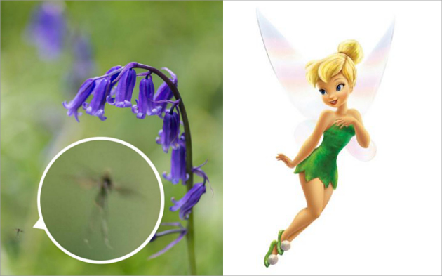 Ngaku Foto Sosok Peri, Wanita Ini Bikin Heboh Publik