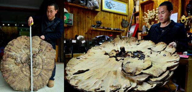 Wah, Jamur Raksasa Seberat 7 Kg Ditemukan di Tiongkok