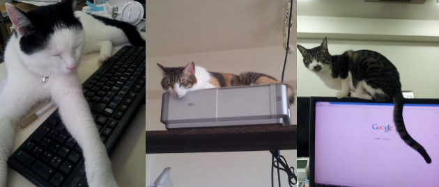 Perbaiki Produktivitas, Kantor Ini Penuhi Ruang Kerja dengan Kucing