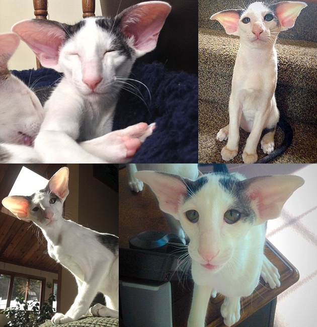 Kucing Unyu Ini Disebut Kembaran Dobby 'Harry Potter', Semirip Apa Sih?