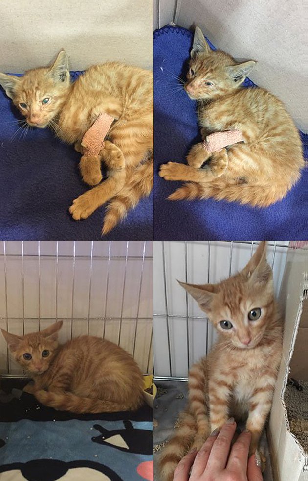 Kucing yang Diselamatkan Hyorin Kini Makin Cantik, Seperti Apa?